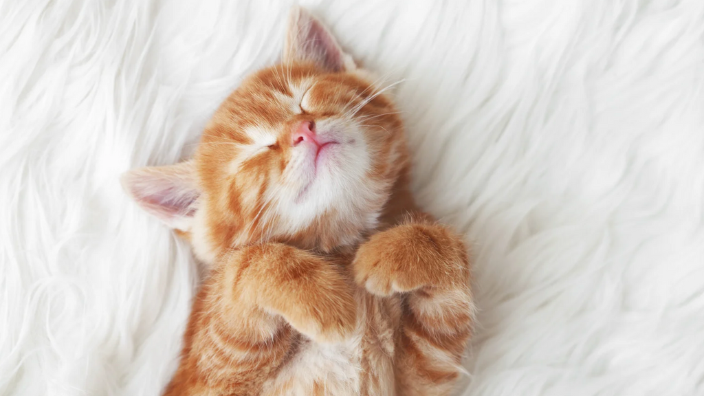 Entspannung und Wellness für Katzen: So machst du aus deinem Zuhause ...